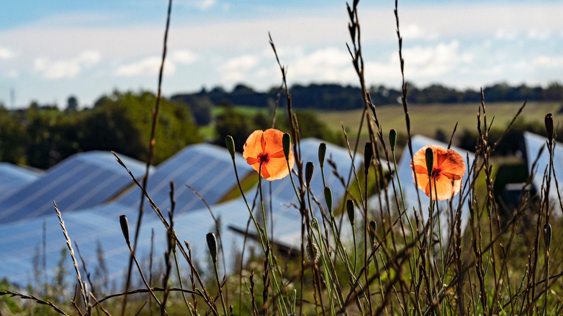 Nye vindmøller og solceller kan og skal gavne natur og miljø - Rådet ...