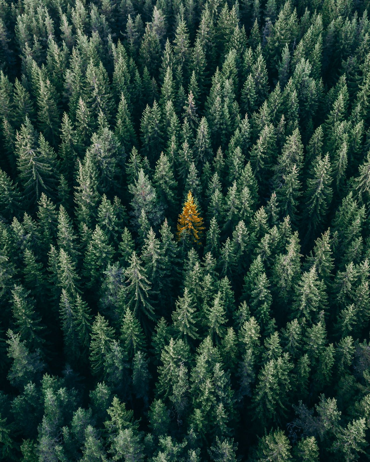 Climate law in place! - Green Transition Denmark